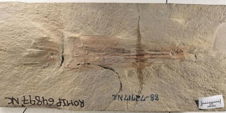328-million-year-old fossil reveals octopus ancestors had ten arms